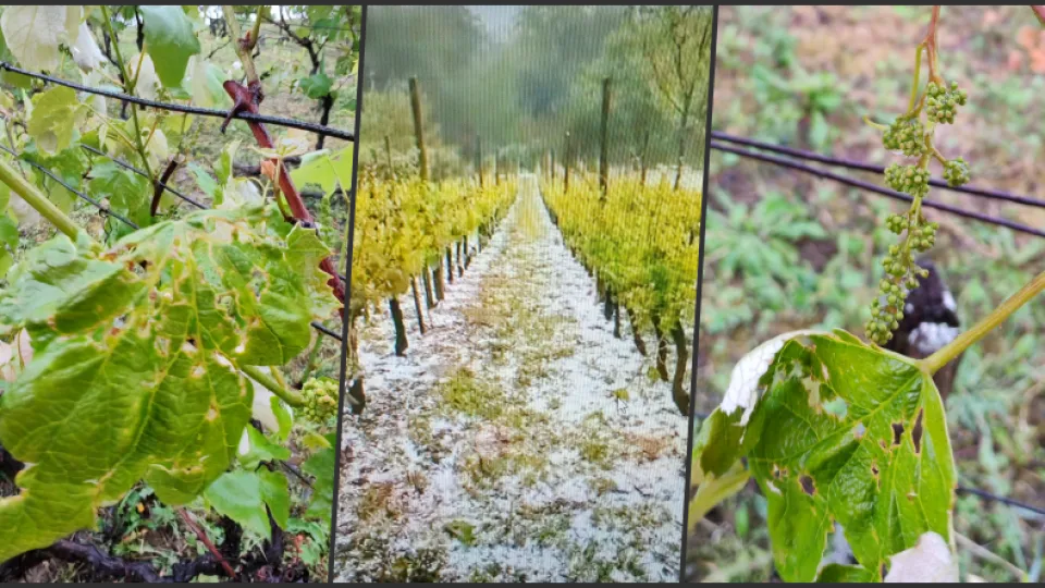 Tuča potukla vinograde na Bilogori: "Led se mogao grabiti lopatom ...