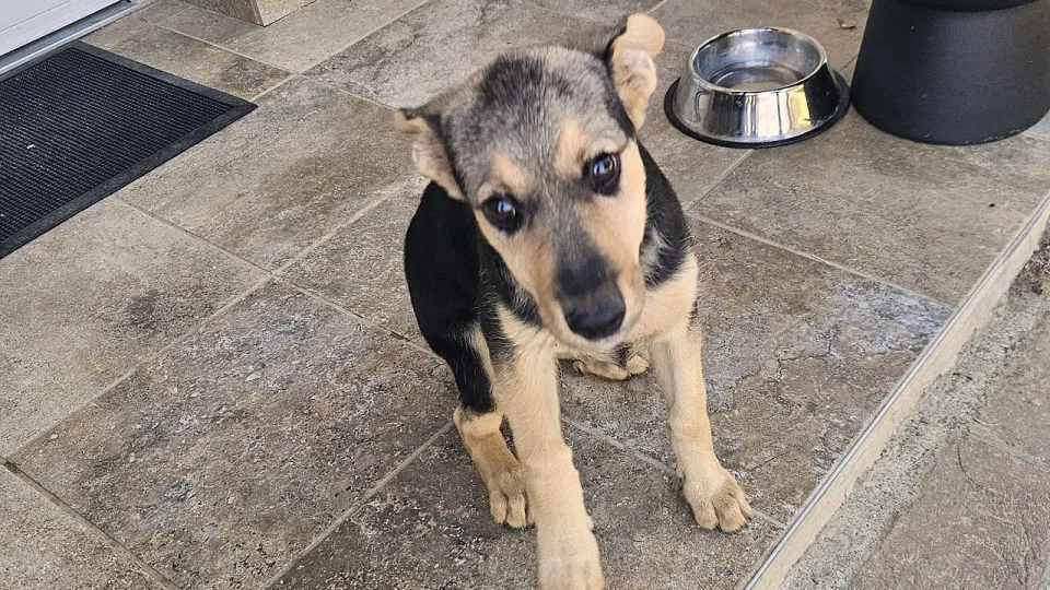 Štene ostavljeno u Daruvarskim Vinogradima pronašlo novi dom: "Dali su joj ime Lily"